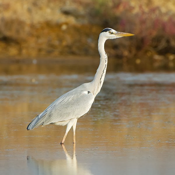 FAUNA Y FLORA DEL MUNDO: GARZA REAL:"Símbolo de la belleza y gracilidad"
